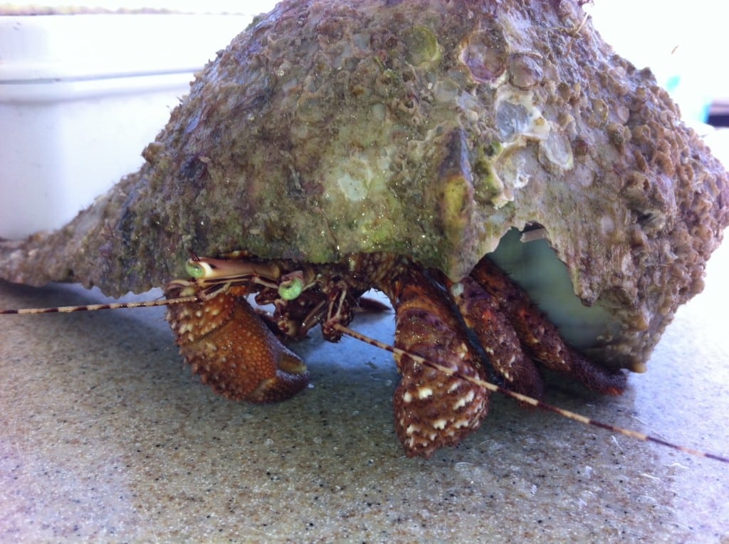 3 Hour Shelling Cruise