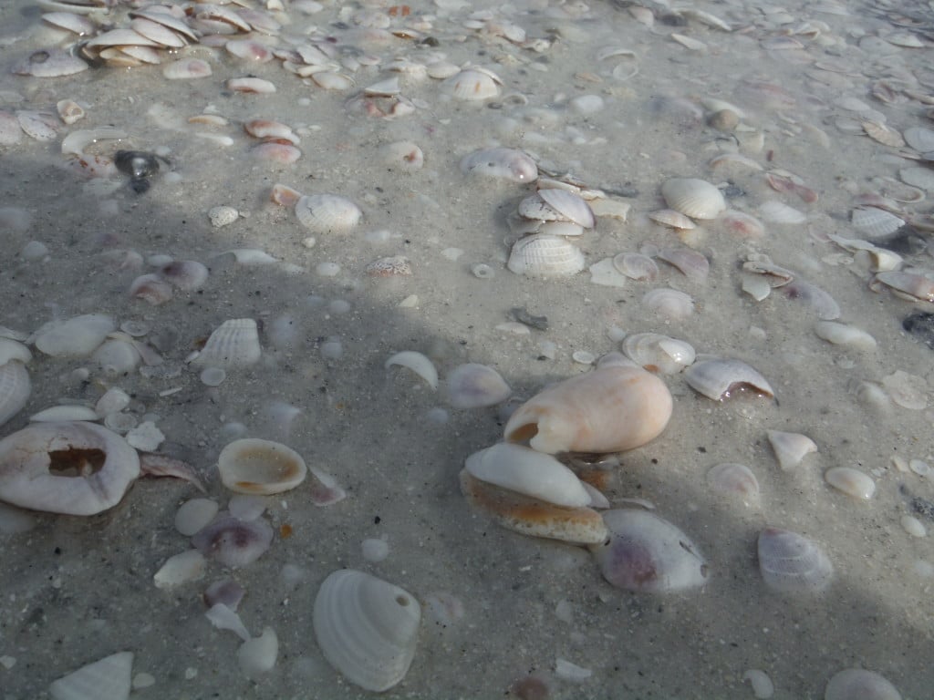 3 Hour Shelling Cruise