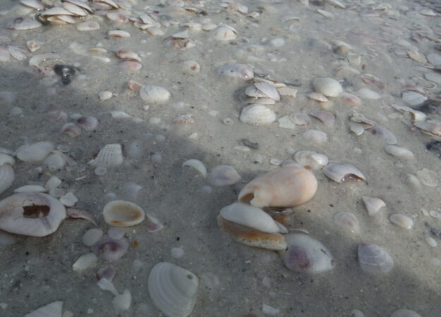 3 Hour Shelling Cruise