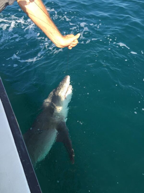 5 Hour Trophy Shark Trip | Hubbard's Marina | John's Pass | Madeira ...