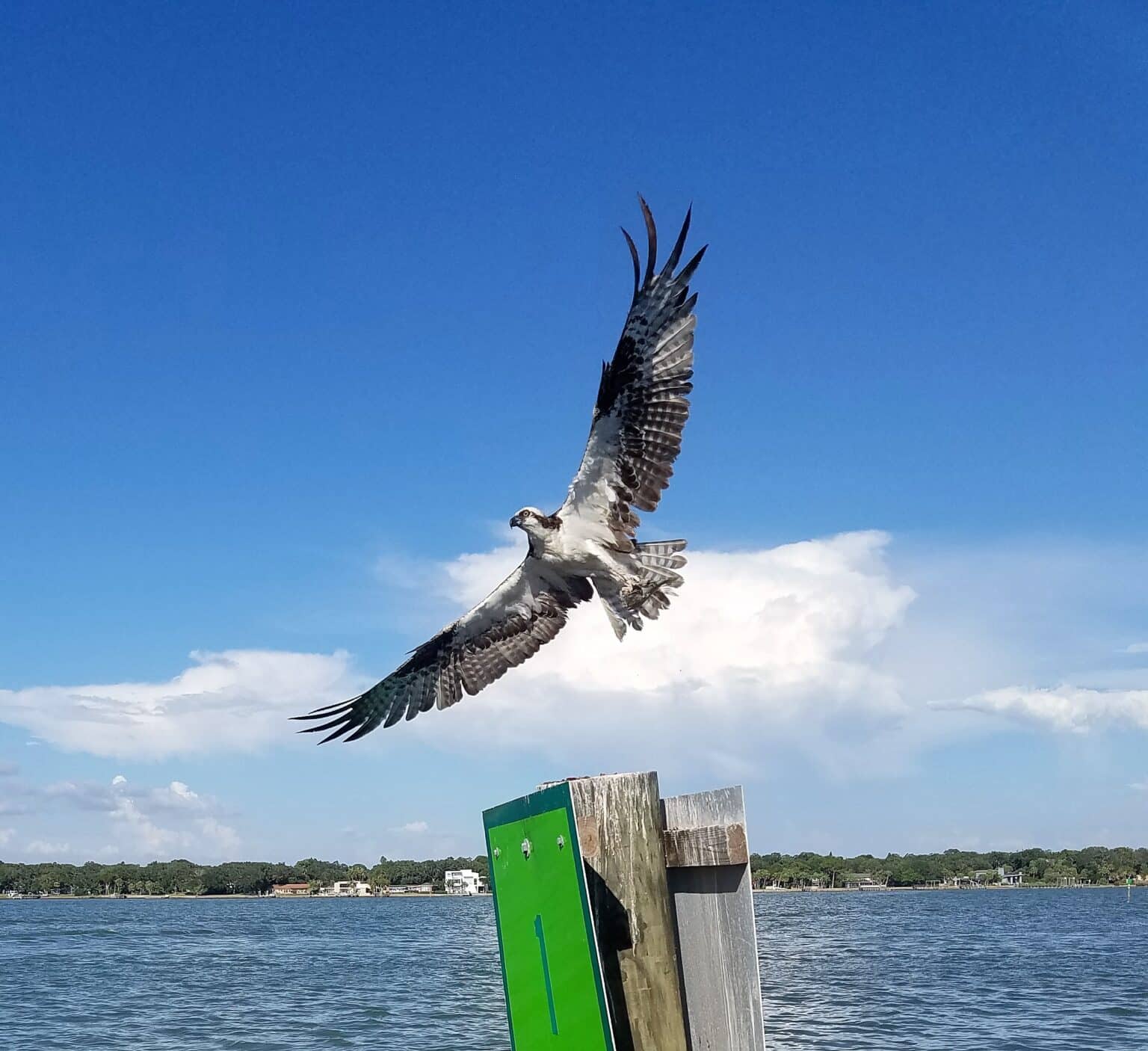 The Incredible Life of Osprey Chicks From Nest to First Flight ...